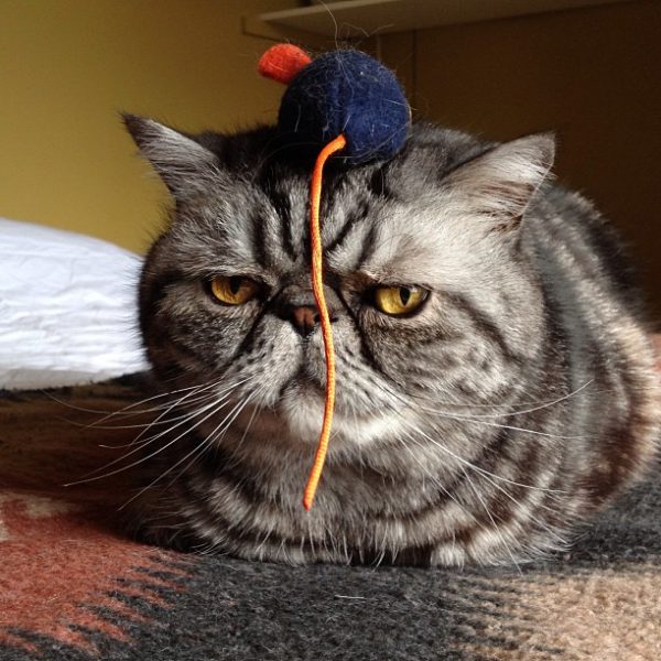 Tatlılıktan Ölen 18 Sevimli Evcil Hayvan | ListeList.com