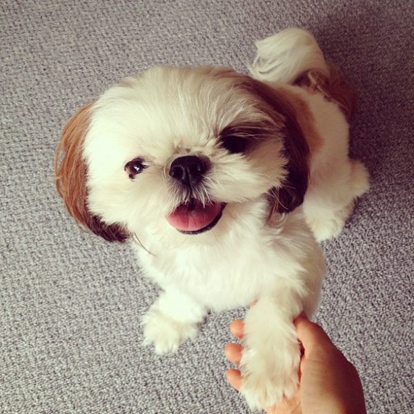 Tatlılıktan Ölen 18 Sevimli Evcil Hayvan | ListeList.com