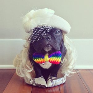 Tatlılıktan Ölen 18 Sevimli Evcil Hayvan | ListeList.com