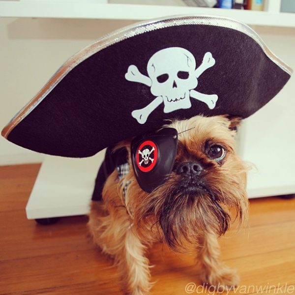 Tatlılıktan Ölen 18 Sevimli Evcil Hayvan | ListeList.com