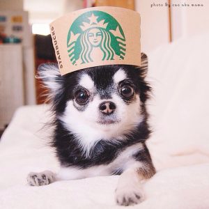 Tatlılıktan Ölen 18 Sevimli Evcil Hayvan | ListeList.com