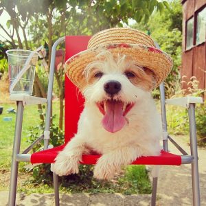 Tatlılıktan Ölen 18 Sevimli Evcil Hayvan | ListeList.com