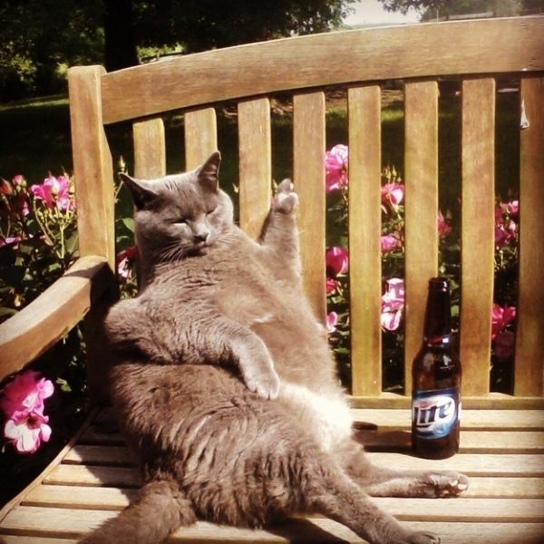 Tatlılıktan Ölen 18 Sevimli Evcil Hayvan | ListeList.com