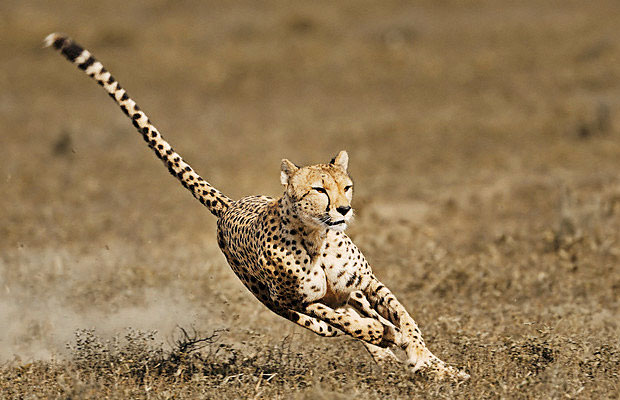 Ülkemizde Nesli Tükenmeye Yüz Tutan 21 Hayvan | ListeList.com