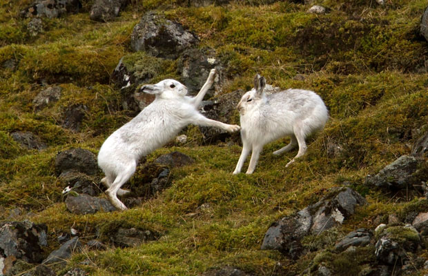 Yaa Çok Tatlış Dediğimiz Sevimli Havyanların 12 Kavga Anı | ListeList.com
