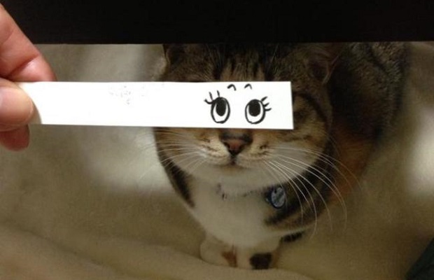 Birbirinden Sevimli 18 Fotoğrafla Yepyeni Akım: Kedi Gözü Montajı ...