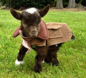 Birbirinden Sevimli Keçi ve Oğlak Resimleri | ListeList.com