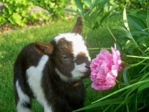 Birbirinden Sevimli Keçi ve Oğlak Resimleri | ListeList.com