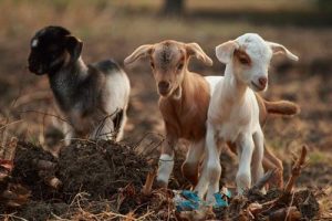 Birbirinden Sevimli Keçi ve Oğlak Resimleri | ListeList.com