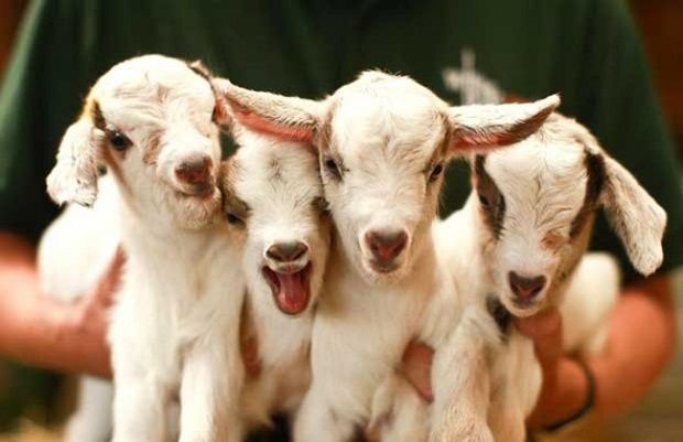 Birbirinden Sevimli Keçi ve Oğlak Resimleri | ListeList.com