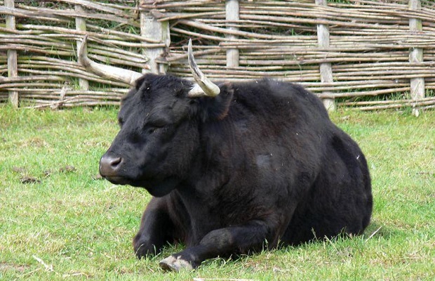Erkeklerin Öküz Lafını Yememeleri İçin Yapmaları Gereken 13 Basit ...