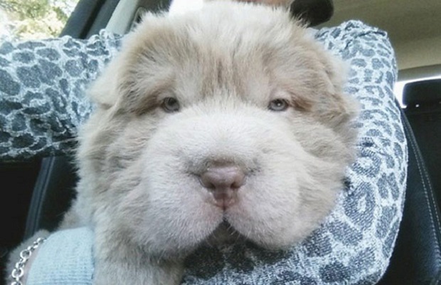 Dünyanın En Sevimli Hayvanlarından Biri Olan Tonkey'nin Yemelik 11 ...