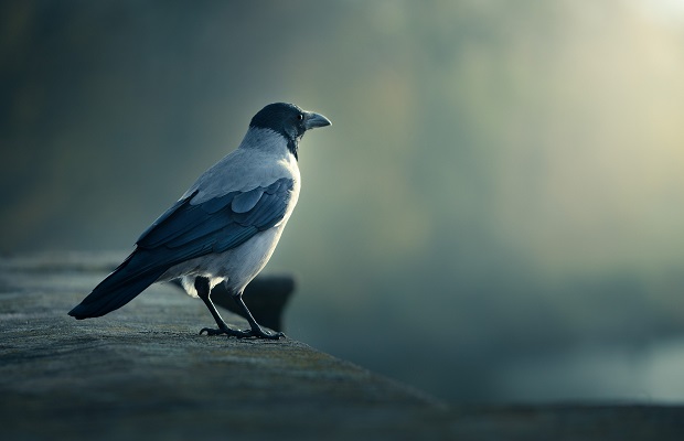 7 Maddede Hayvanlar Aleminin Zeka Küpü Kargalar | ListeList.com