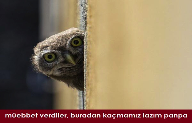 Müebbet Hapis Cezasına Mahkum Edilen Baykuşun Hikayesi | ListeList.com