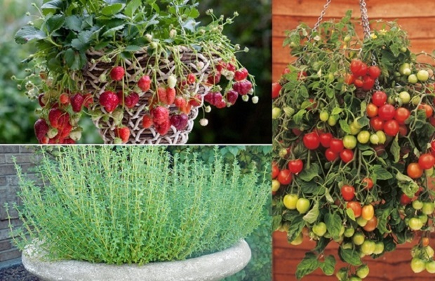 Balkonunuzu Mis Kokulu Bir Organik Bahçeye Dönüştürecek 6 Mucize Bitki ...