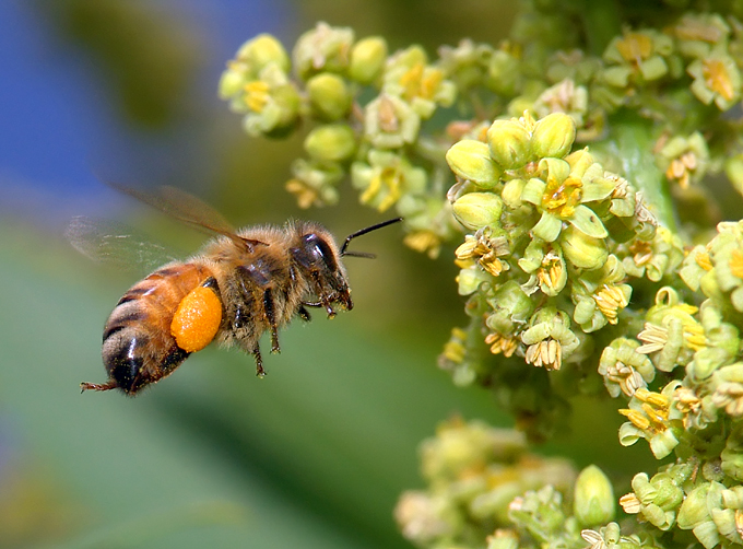 Doğadaki Dengenin En Önemli Halkası Olan Bal Arıları Hakkında 16 ...