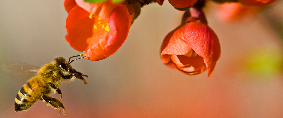 Doğadaki Dengenin En Önemli Halkası Olan Bal Arıları Hakkında 16 ...