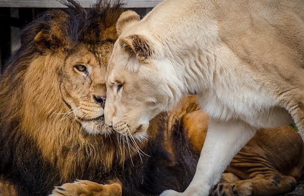 Ölümün Pençesinden Aşkları Sayesinde Kurtulan İki Güzel Aslan: Kahn ve ...