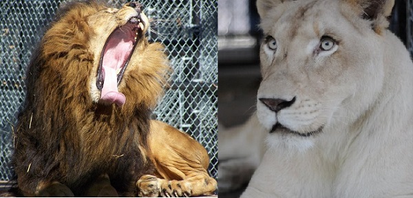 Ölümün Pençesinden Aşkları Sayesinde Kurtulan İki Güzel Aslan: Kahn ve ...