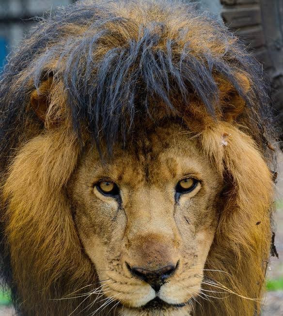 Ölümün Pençesinden Aşkları Sayesinde Kurtulan İki Güzel Aslan: Kahn ve ...