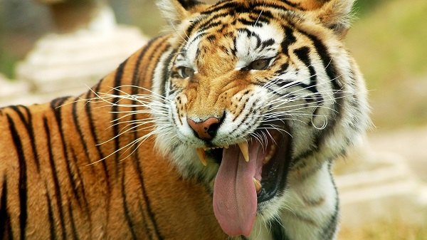 Ormanların En Havalı ve Asil Yırtıcısı Kaplanlar Hakkında 17 Bilinmeyen ...