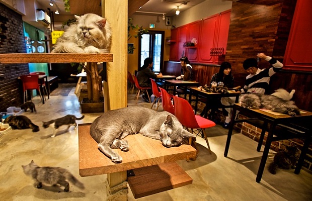 Keşke Bizde De Olsa Dedirten Dünyanın En Minnoş Mekanları: Kedi Kafeler | ListeList.com