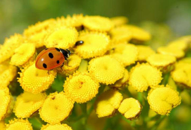 Bilinçsiz Kullanıldığında Ölüme Kadar Götürmesi Sebebiyle Yasaklanan 38 ...