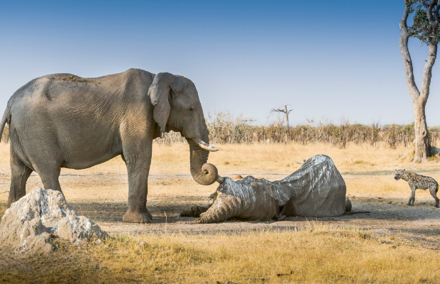 Fillerin İnanılmaz Zeki Olduklarını Kanıtlayan 10 Davranış Biçimi ...