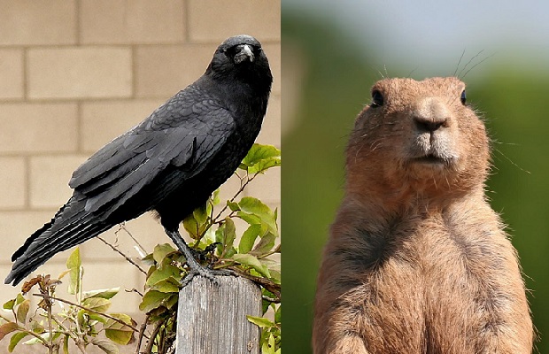 Tek Zeki Canlının İnsan Olmadığını Kanıtlayan Her Biri Ayrı Yeteneklere ...