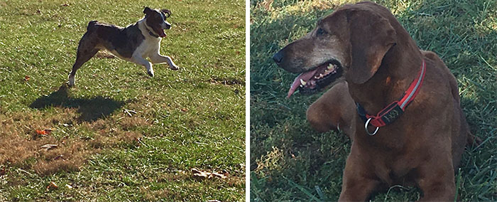 En Yakın Arkadaşı Olmadan Sahiplenilmeyi Reddeden Sevimli Köpek ve ...