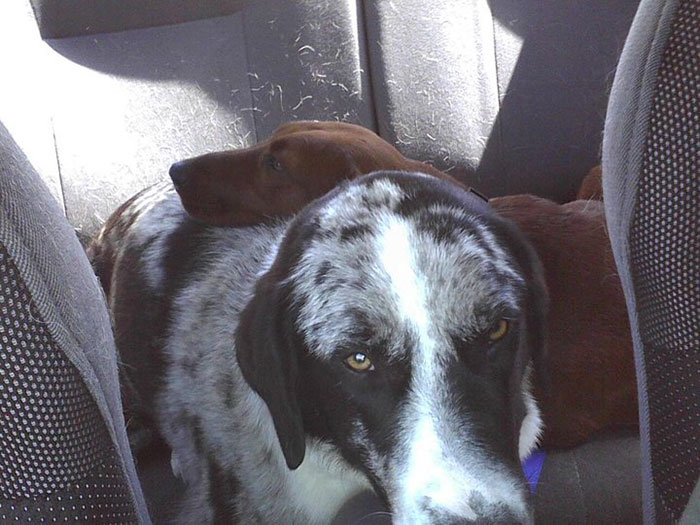 En Yakın Arkadaşı Olmadan Sahiplenilmeyi Reddeden Sevimli Köpek ve ...