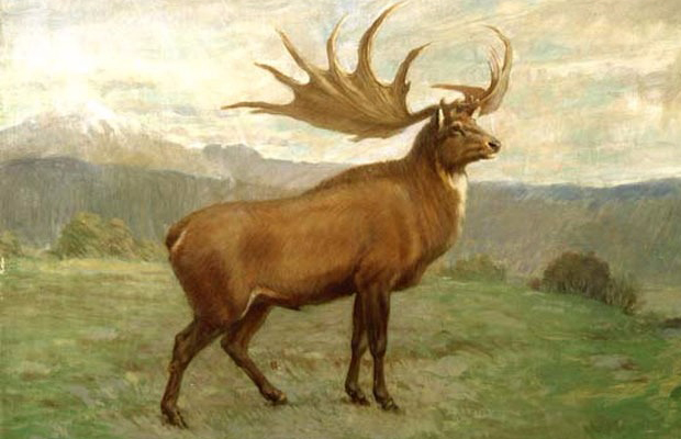 Nesli Tükenmiş 25 Hayvan | Nesli Tükenmiş Hayvanlar