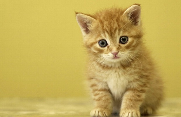 Sevimli Hayvan Fotoğraflarının Beynimiz Üzerindeki Minnoş Etkileri ...