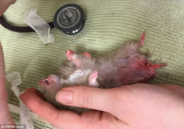 Minik Ayağı Ampute Edilen Hamsterın Ameliyatı ve Ekstra Küçük Boyunluğu ...