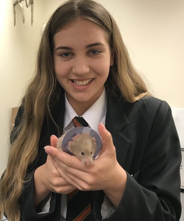 Minik Ayağı Ampute Edilen Hamsterın Ameliyatı ve Ekstra Küçük Boyunluğu ...