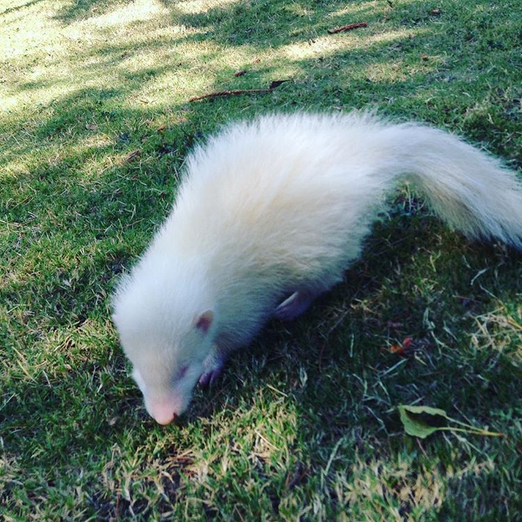 Annelerinin Bıraktığı Nadir Albino Kokarca ve Kardeşlerinin Yeni ...