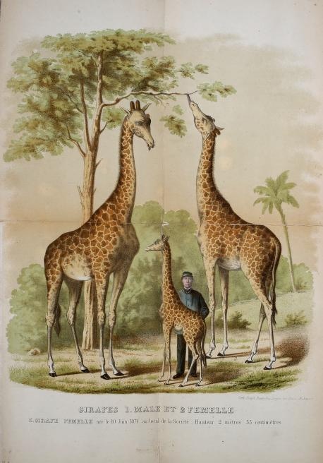 1826 Yılında Mısır Valisinden Fransa Kralına Hediye Edilen Zarafa'nın ...