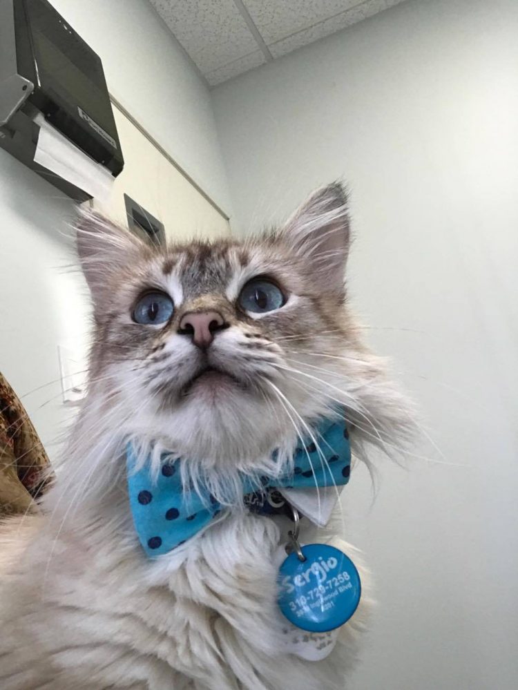 15 Yıllık Kedisini Kaybeden Kadının Aynı Gün Hayatını Değiştiren ...