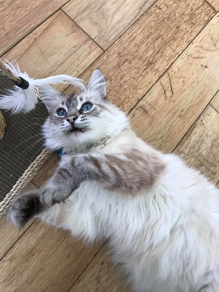 15 Yıllık Kedisini Kaybeden Kadının Aynı Gün Hayatını Değiştiren ...