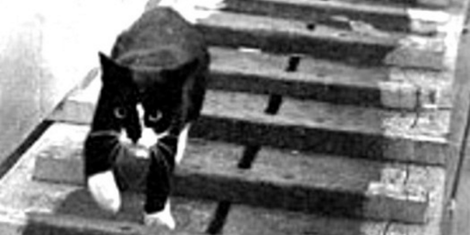 II. Dünya Savaşı'nda Batan Üç Gemiden de Sağ Çıkmayı Başaran Kedi ...