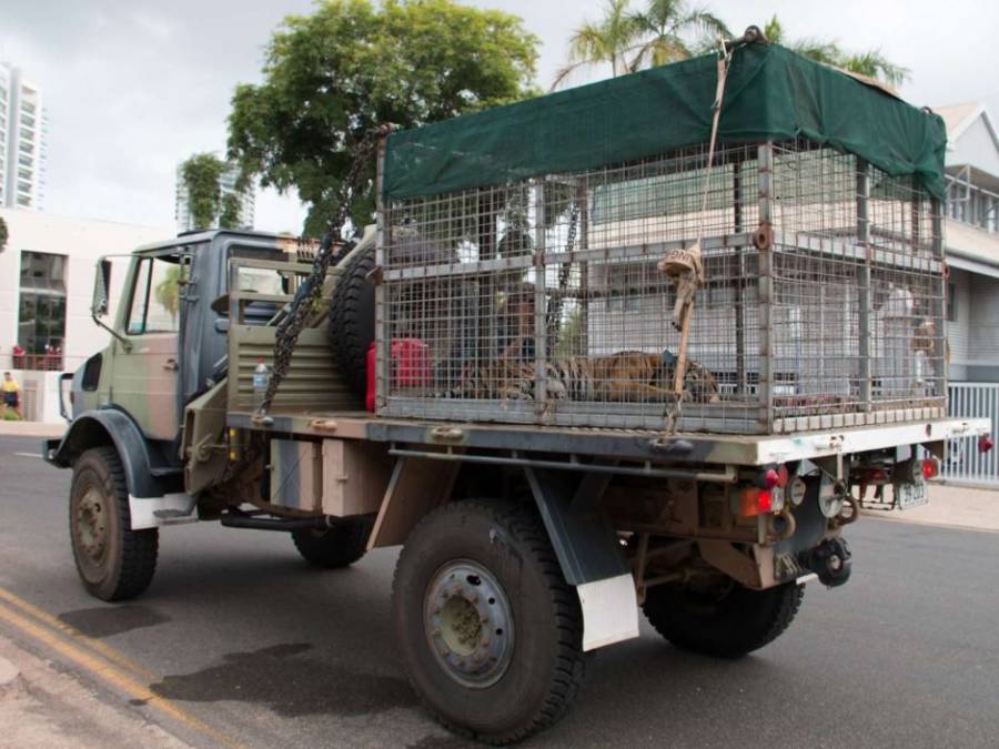 Savaşlarda Cephenin Maskotu Olmuş 14 Gazi Hayvan | ListeList.com