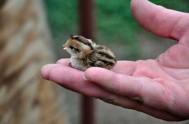 Parmak Kadar Boyları ile Sevimlilik Abidesi 19 Minik Hayvan | ListeList.com