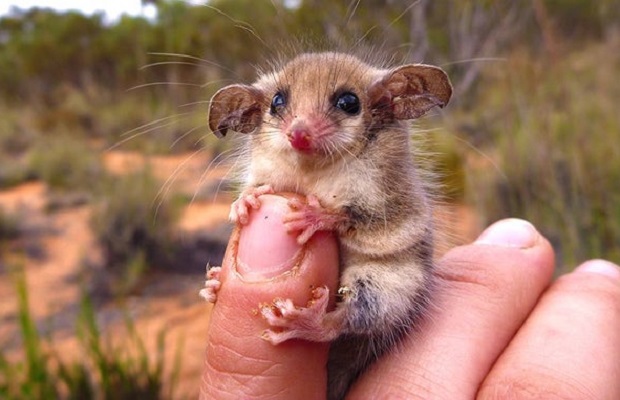 Parmak Kadar Boyları ile Sevimlilik Abidesi 19 Minik Hayvan | ListeList.com