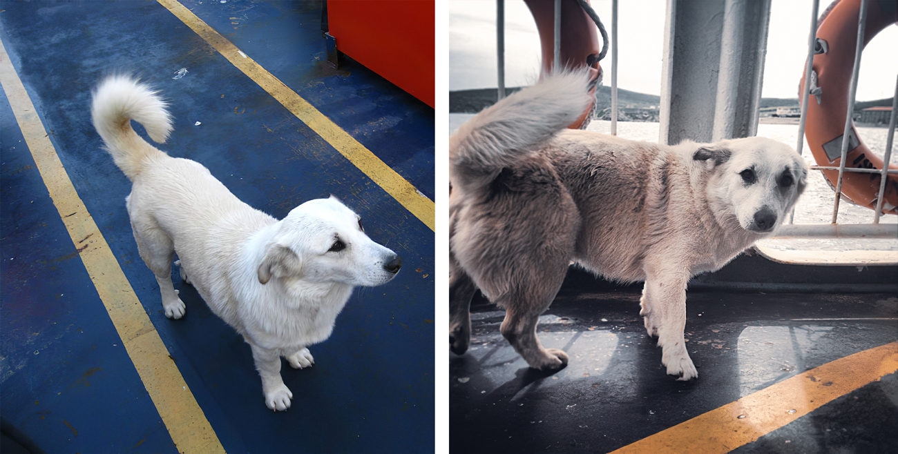 Aşkı İçin Her Gün Feribota Binen Bozcaada'nın Simgesi Köpek Pakize