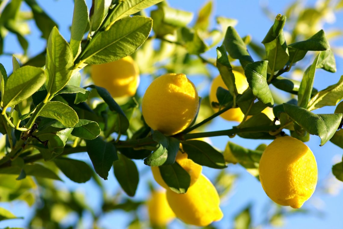 Telaffuzuyla Bile Ağız Sulandıran Limon Hakkında Bilmeniz Gereken 7 Şey