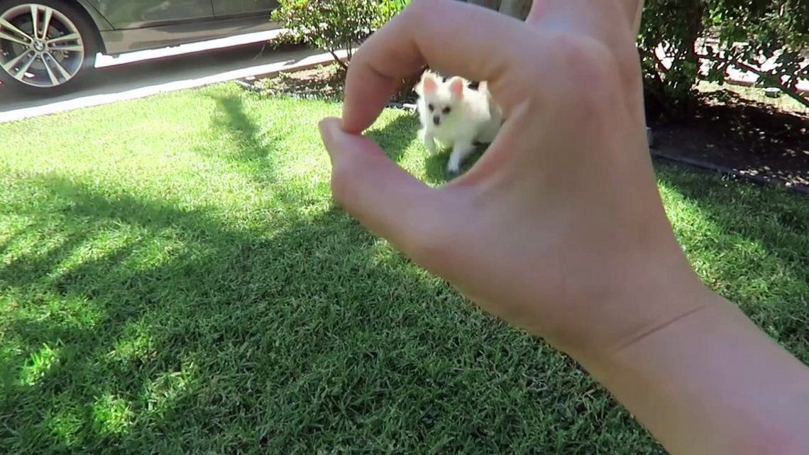 Sosyal Medyanın Köpekleri Şekilden Şekle Sokan Yeni Akımı Snoot Challenge