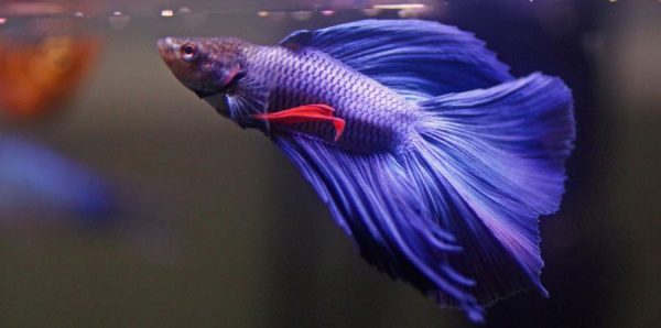 Siyam Dövüş Balığı Olarak Da Bilinen Beta Balığı Hakkında 11 Bilgi