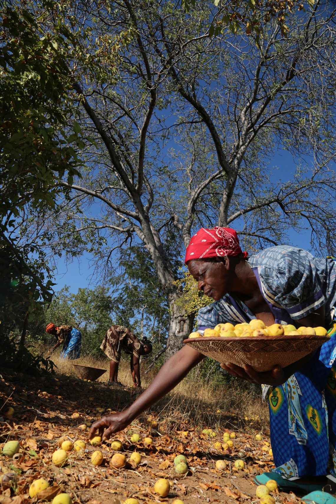 Meyvesindeki Alkolle Hayvanları Sarhoş Edebilen Ağaç: Marula