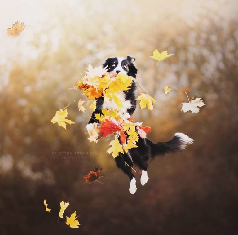 Tatlılık Konusunda Birbirleriyle Yarışan Şirin mi Şirin 50 Köpek Fotoğrafı