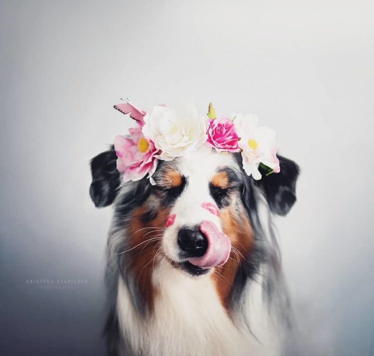 Tatlılık Konusunda Birbirleriyle Yarışan Şirin mi Şirin 50 Köpek Fotoğrafı